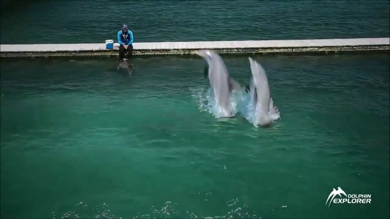 Explorer Dolphin Swim Program Tour From Punta Cana - YouTube