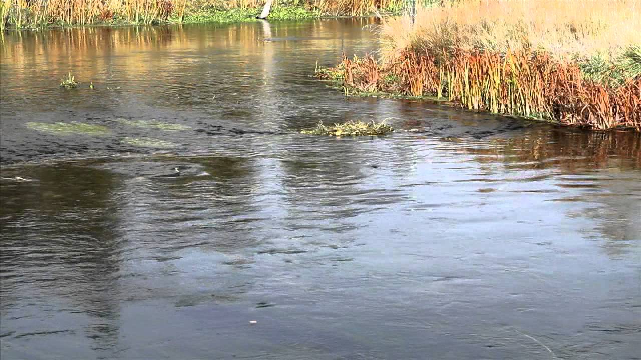Shasta River Fall Chinook Spawn - YouTube