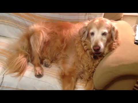 Trigeminal neuritis in dogs. 1st sign sudden eyelid involvement - YouTube