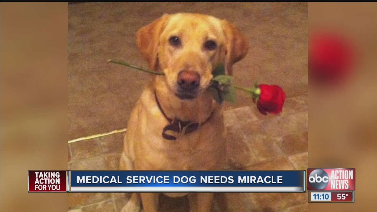 Medical alert service dogs needs your help - YouTube