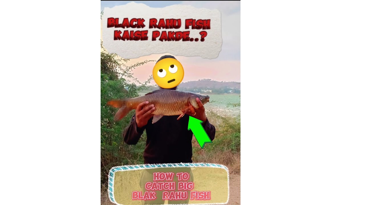 #hindi big black rahu fishing | how to catch big black rahu fish 🐟 # ...