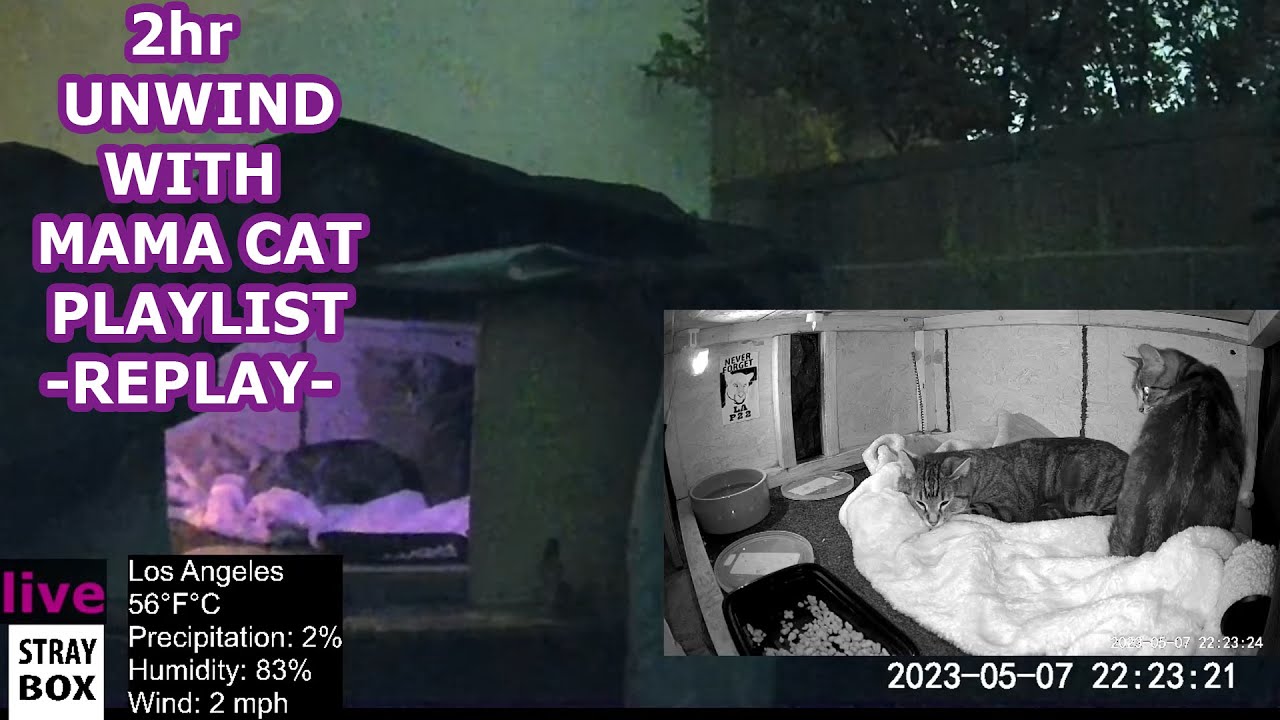 2hr Nap With MAMA Cat -Music to make you sleepy -Cats to cuddle with 10 ...