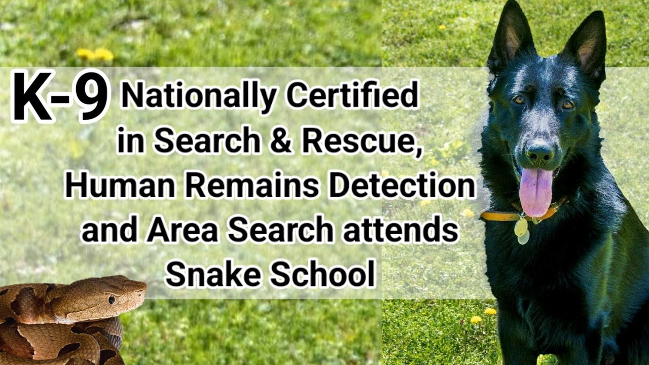 Nationally Certified K-9 Attends Snake School - YouTube