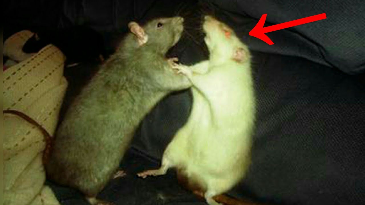 INCREIBLE PELEA DE RATAS - LA MEJOR PELEA DEL MUNDO 2018 - YouTube