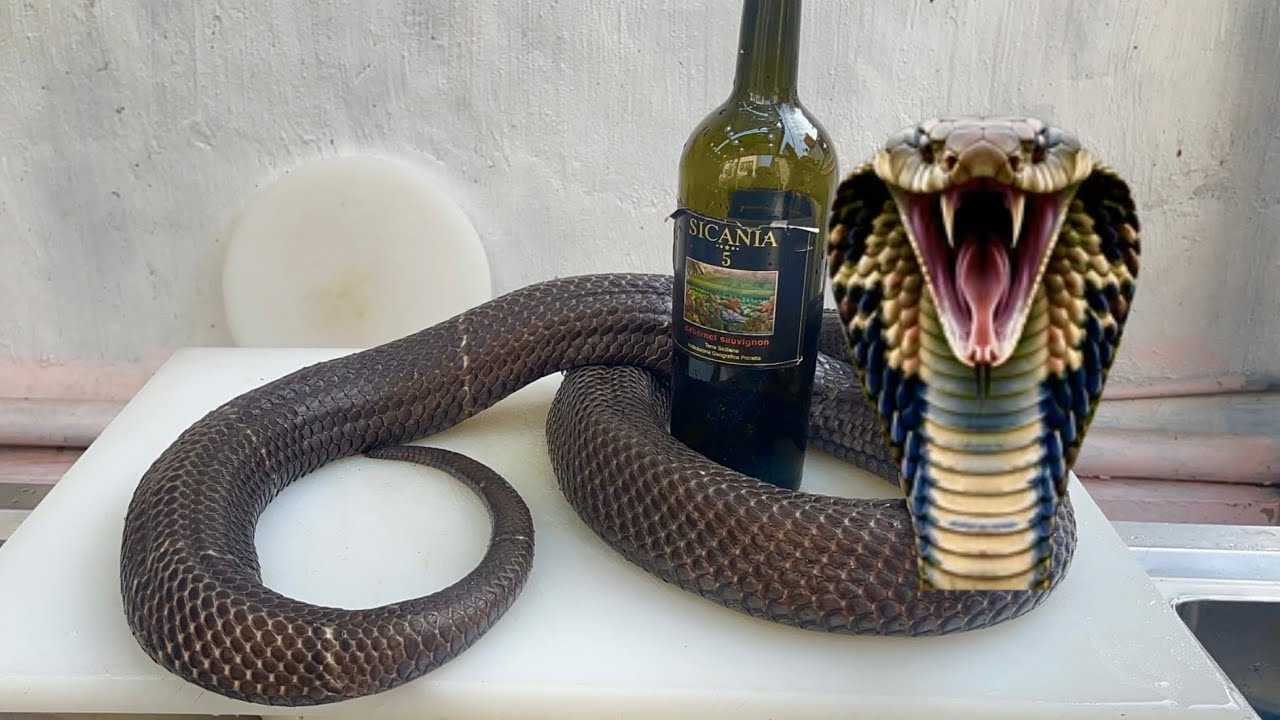 king cobra recipe // best cooking - YouTube