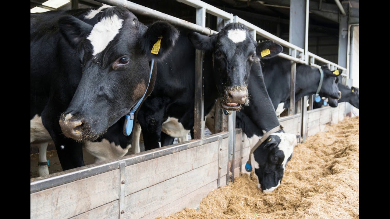 6 5 18 Stored Forage Production Systems - YouTube