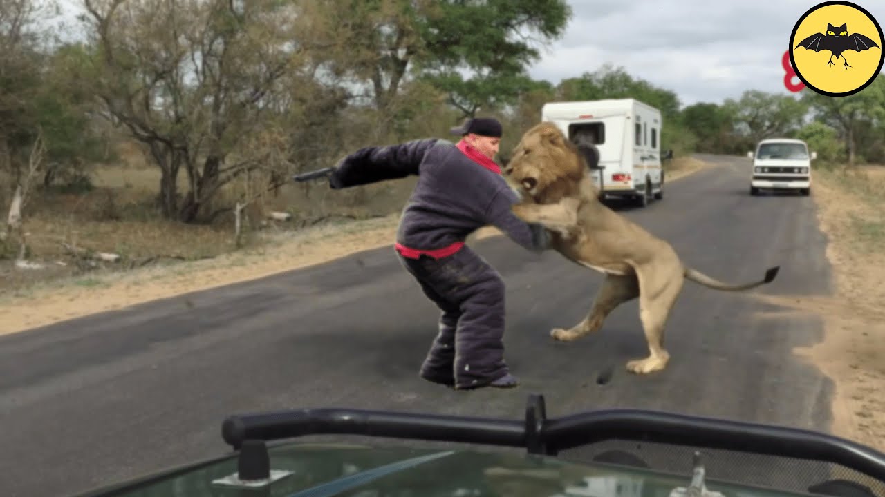 10 Times Wild Animals Saved Humans. - YouTube