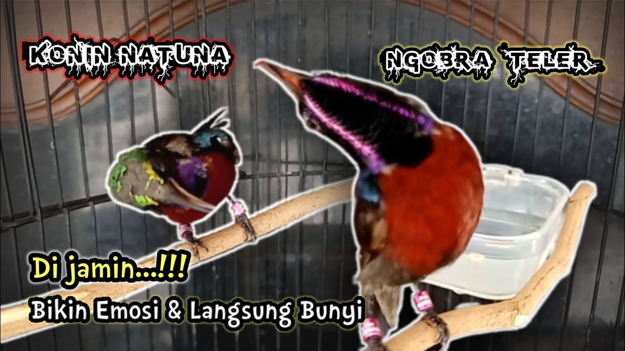 KOLIBRI NINJA NATUNA TELER & NGOBRA , AMPUH BUAT MEMANCING EMOSI BURUNG ...