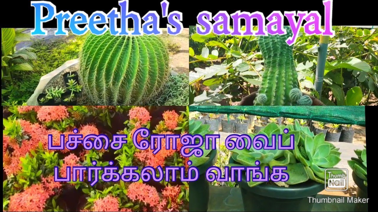 வாங்க நான் போன Nursery யை சுத்திப் பார்க்கலாம்//Preetha's samayal/# ...