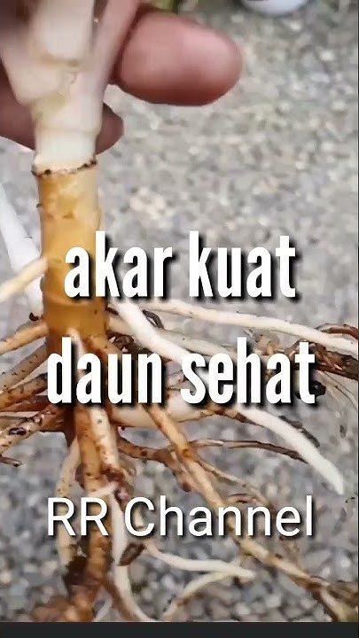 Ini dia!!!.Ciri ciri aglonema sehat berakar kuat berdaun lebat dan memiliki anakan banyak. - YouTube