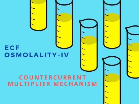 ECF OSMOLALITY- IV- COUNTERCURRENT MULTIPLIER - YouTube