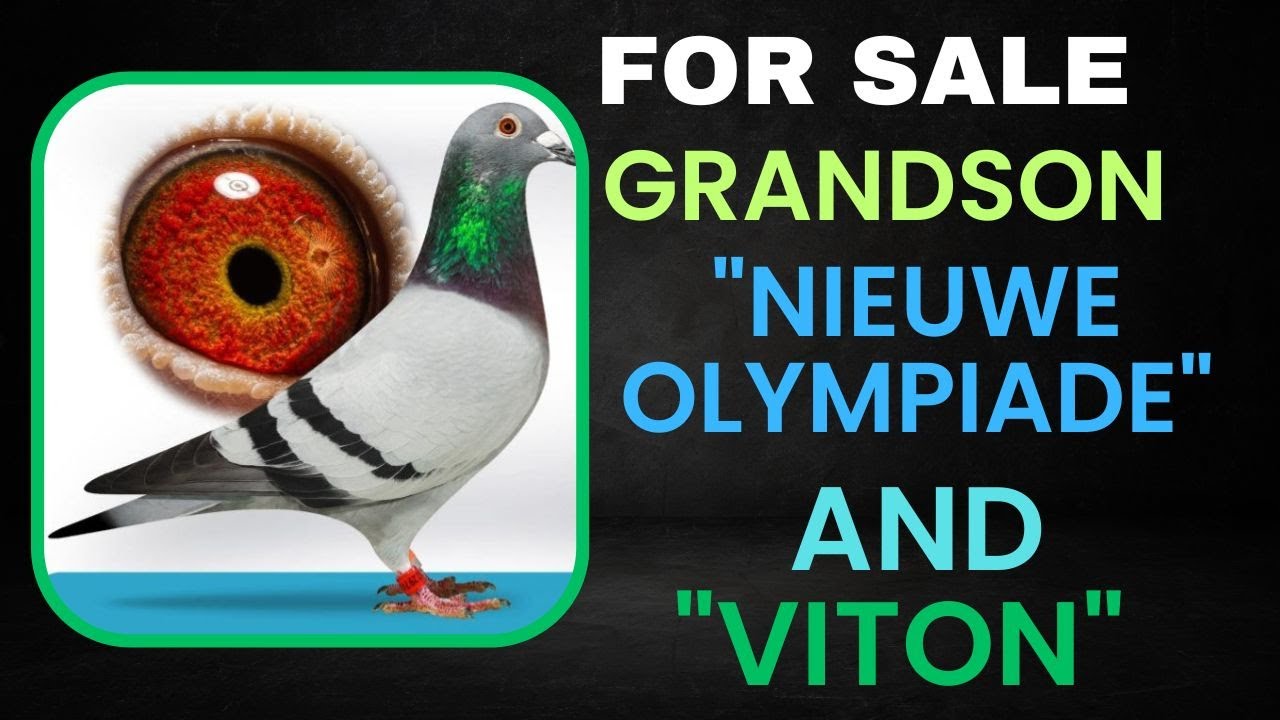 Grandson Of World's Famous Racing Pigeons The Nieuwe Olympiade And ...