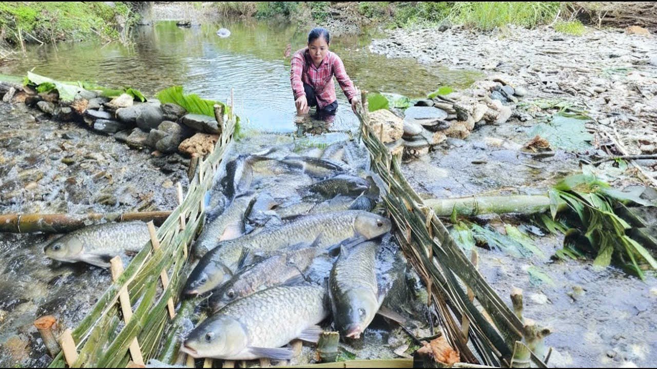 Ly Tieu Tieu's excellent fish trapping skills, using bamboo to trap ...