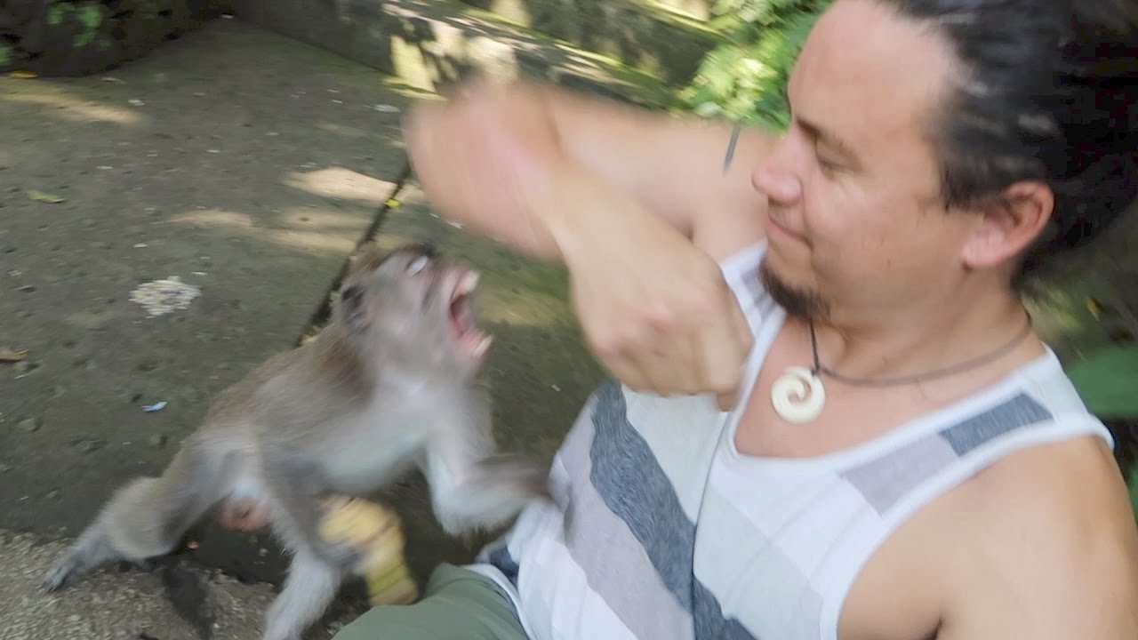 MONKEY ATTACK!! - YouTube