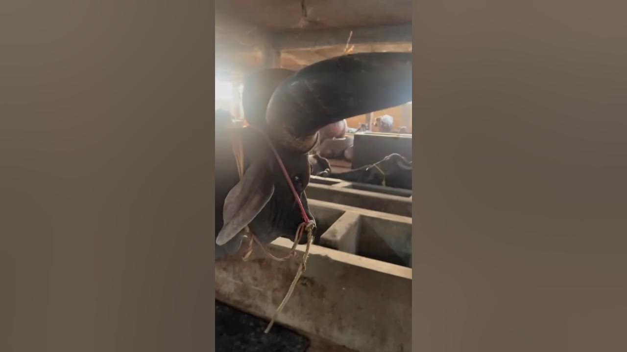 Biggest Thickest Hard Horn Kankrej Of Al Shafi Cattle Farm 2024 song biggest-thickest-hard-horn-kankrej-of-al-shafi-cattle-farm-2024-song