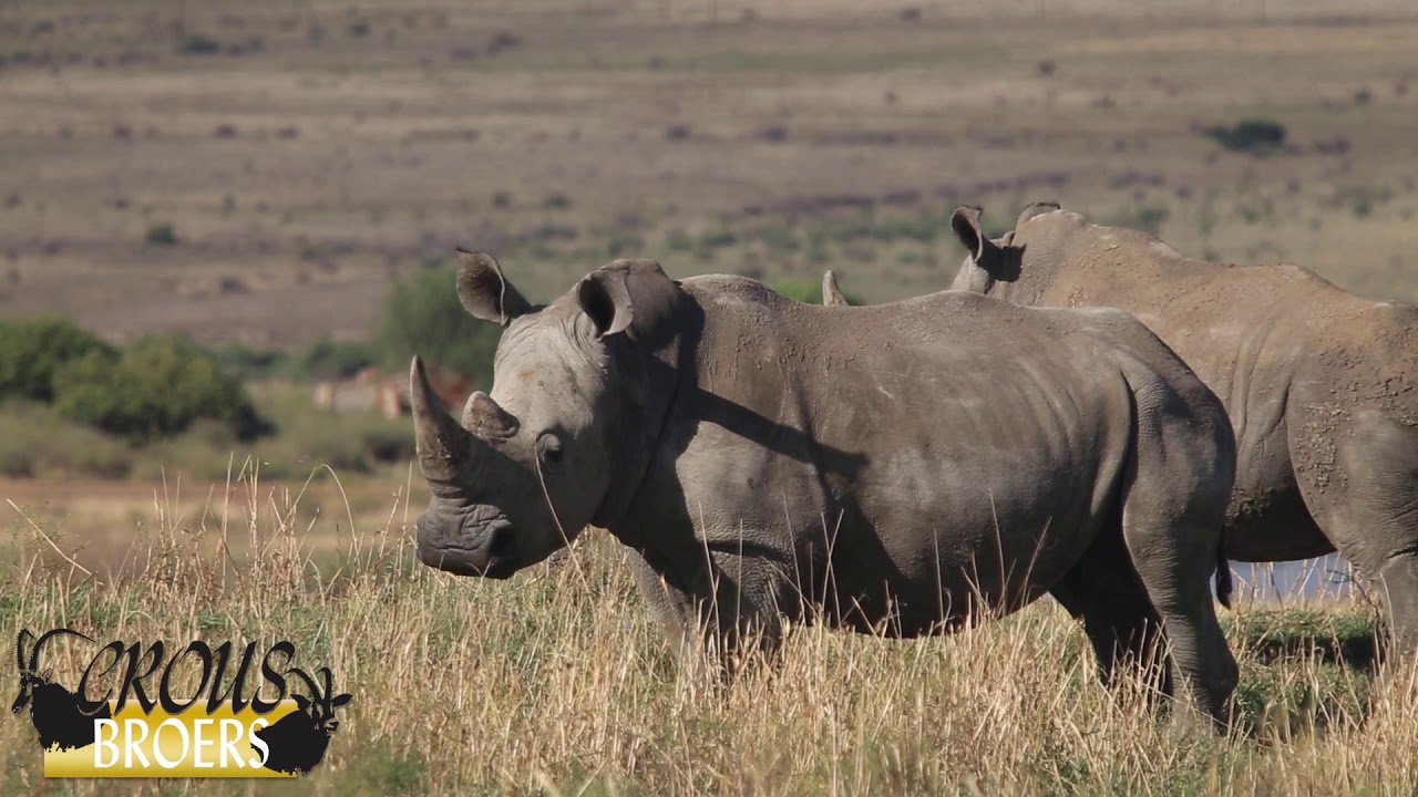 BEAUTIFUL Rhino's on TIMED Auction - YouTube