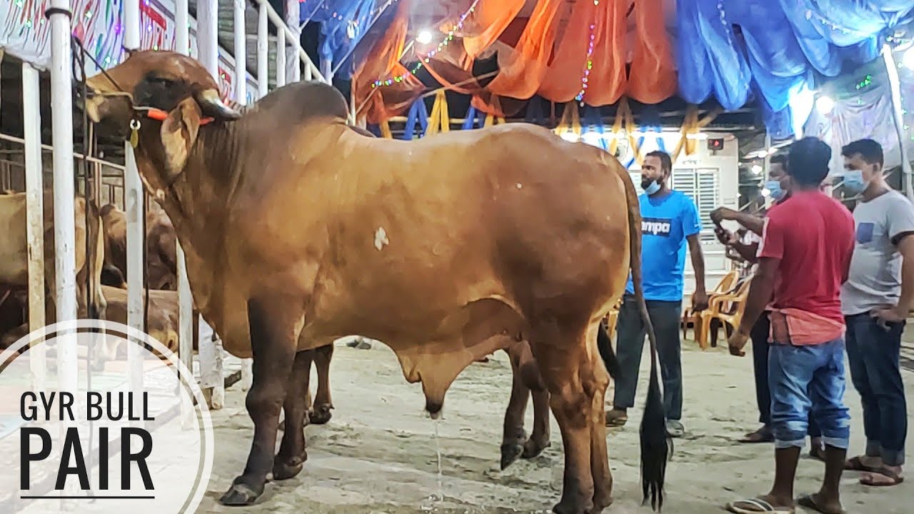 316 | Ma Sha Allah | Best Pair of Gyr Bulls | Show Time | Ready for Eid ...