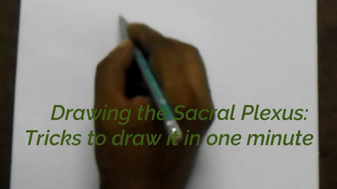 Easy Anatomical Drawing (In a minute): Sacral Plexus - YouTube