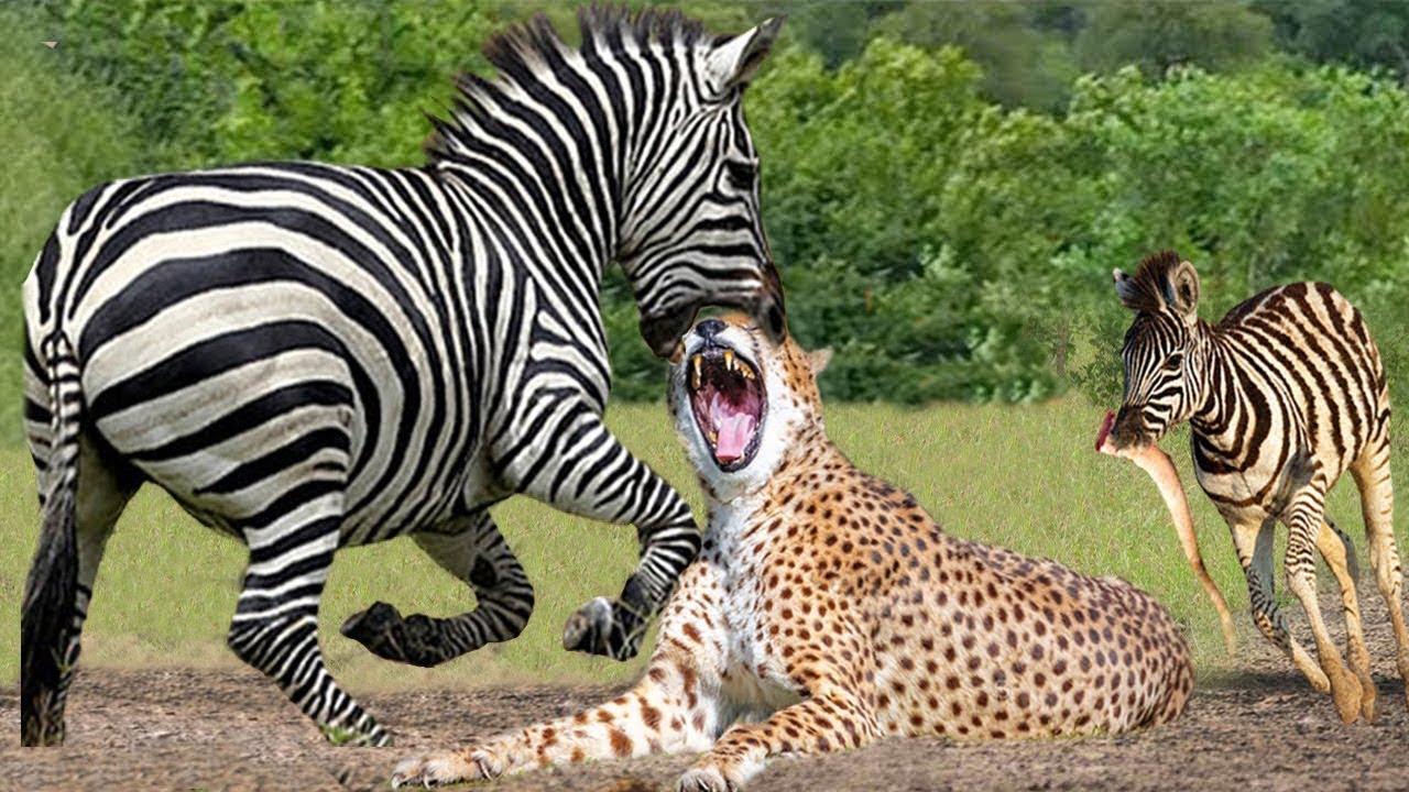 Unbelievable! Mother Zebra Chew Cheetah Head, Hyenas To Save Her Zebra ...