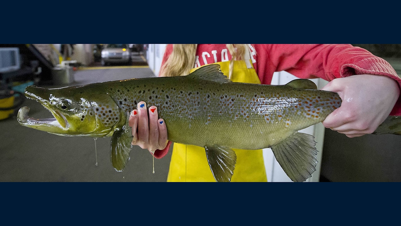 LSSU CFRE Fish Cam - YouTube