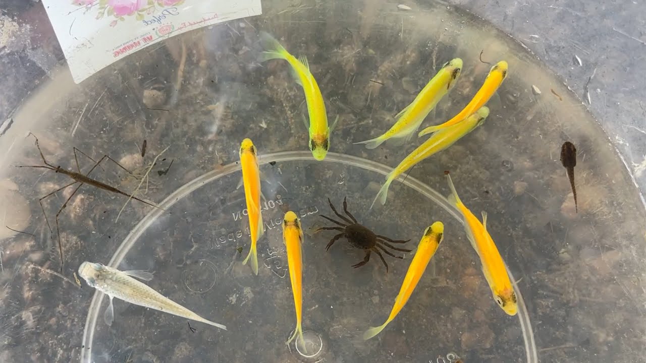 Amazing Unbelievable Unique Catch Beautiful Small Fish Catching And ...