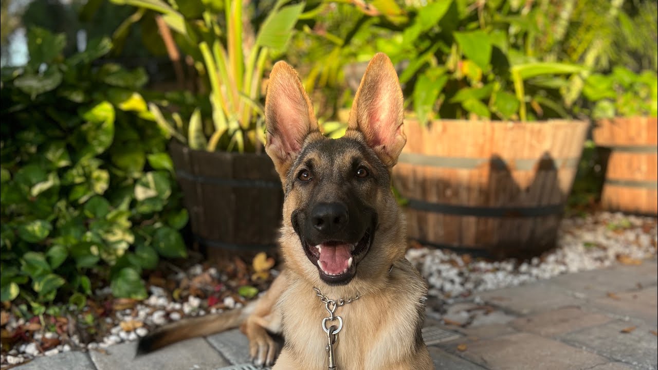 Mako | German Shepherd Pup | Hardware Store - YouTube