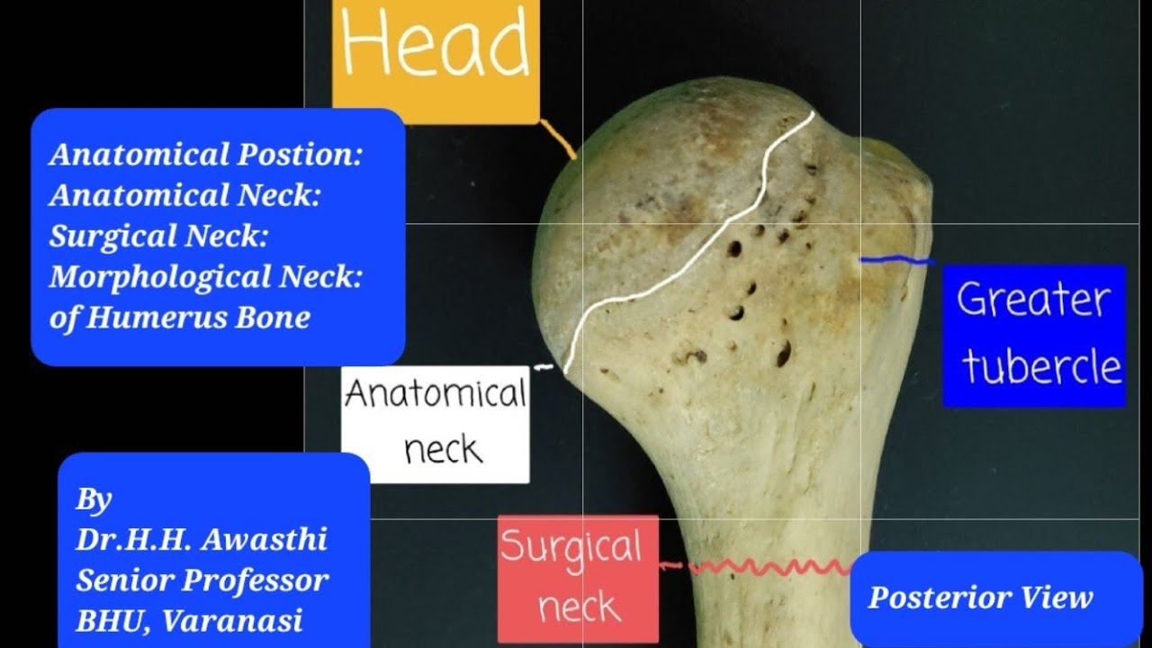 Anatomy of Humerus Anatomical Position Side Determination Neck ...