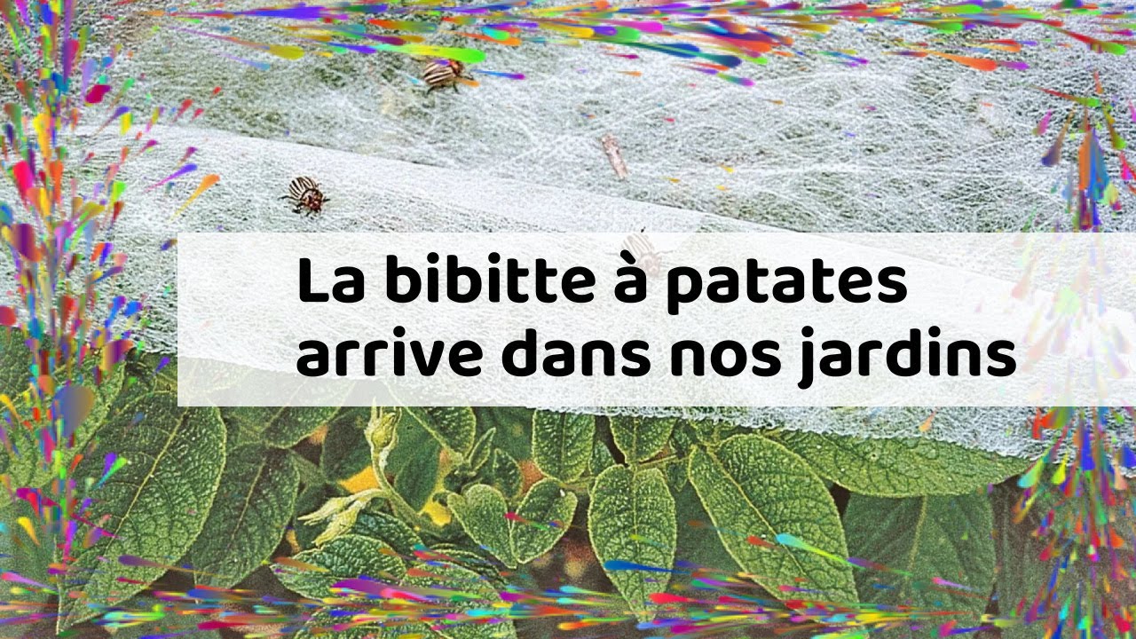 La bibitte à patates arrive dans nos jardins - YouTube