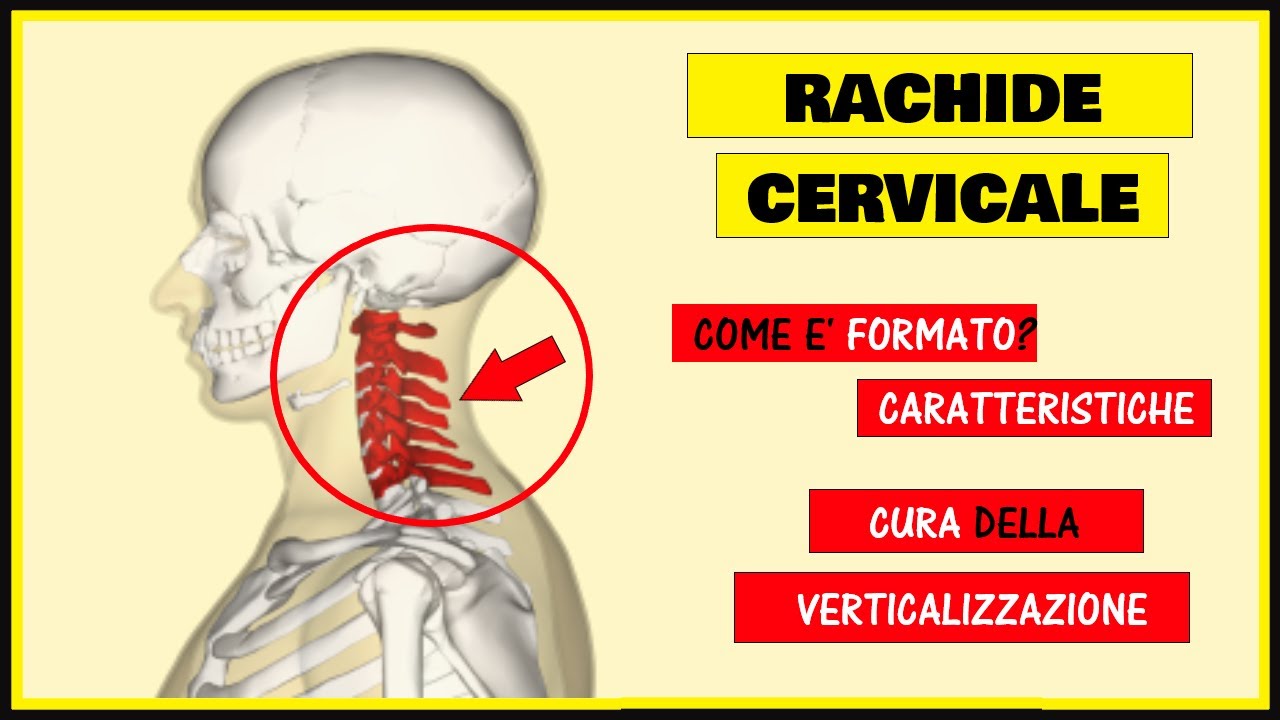 Rachide Cervicale: anatomia, cause e rimedi della verticalizzazione ...