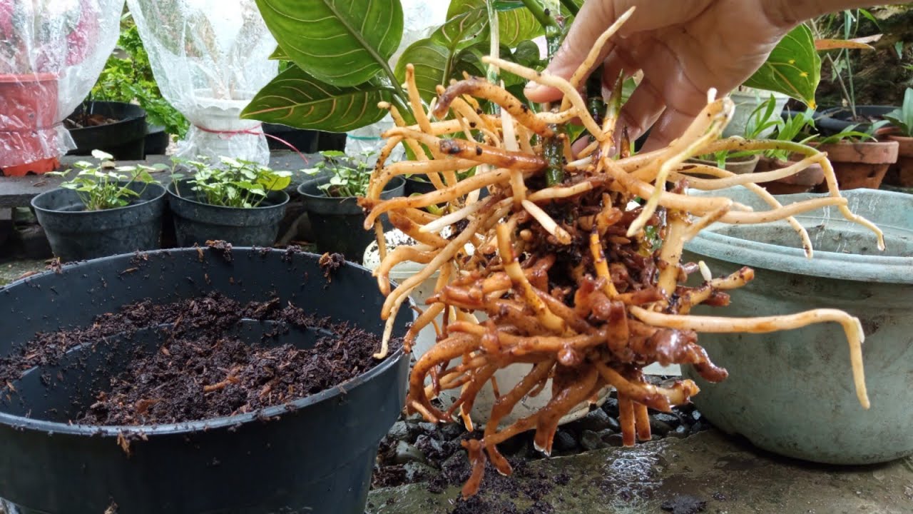 Penyebab Busuk Akar Pada Aglaonema. Causes of root rot in Aglaonema # ...