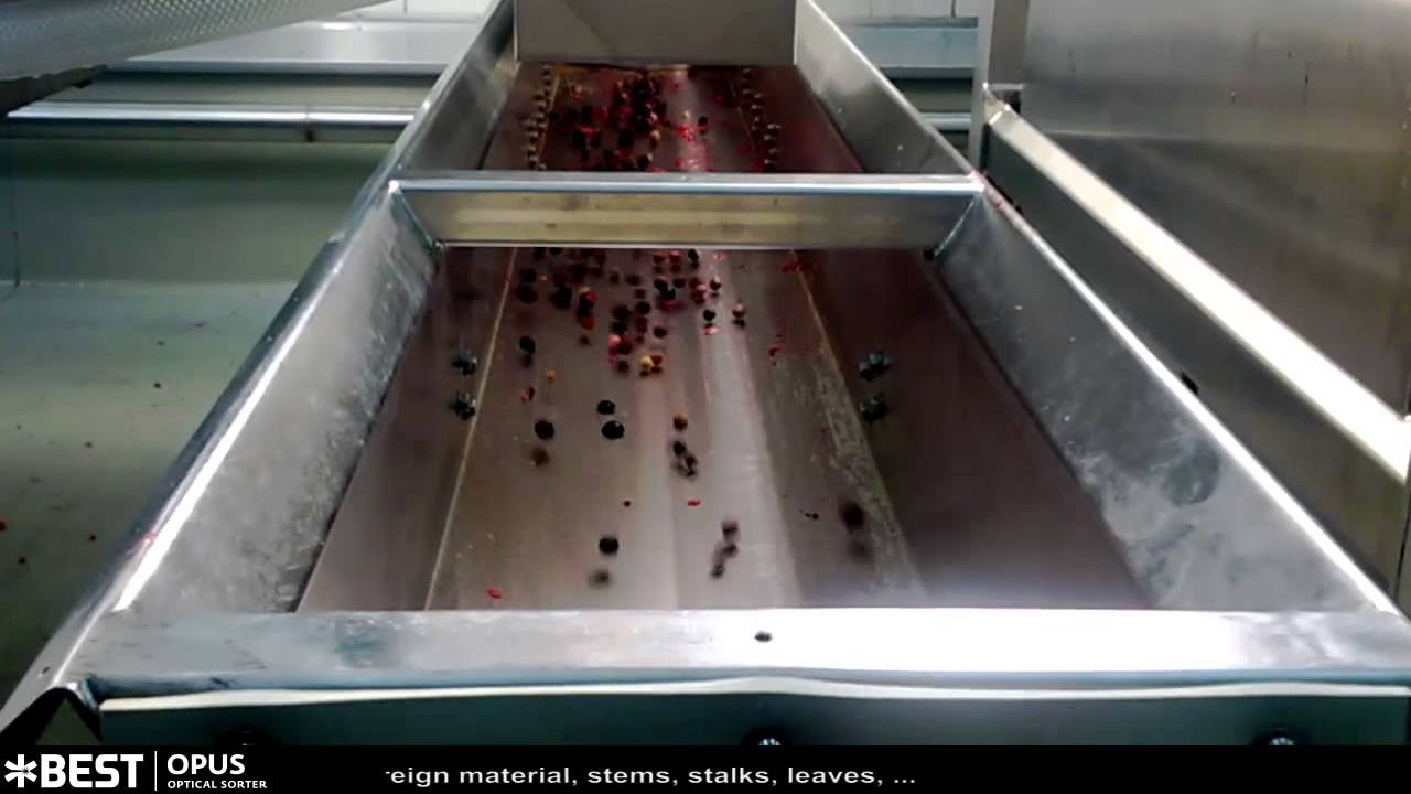 Black currant sorting machine Opus - TOMRA Sorting - YouTube