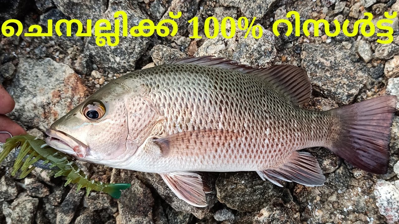 ചെമ്പല്ലിക്ക് 100% റിസൾട്ട്‌ | Chemballi Fishing | Mangrove Jack ...