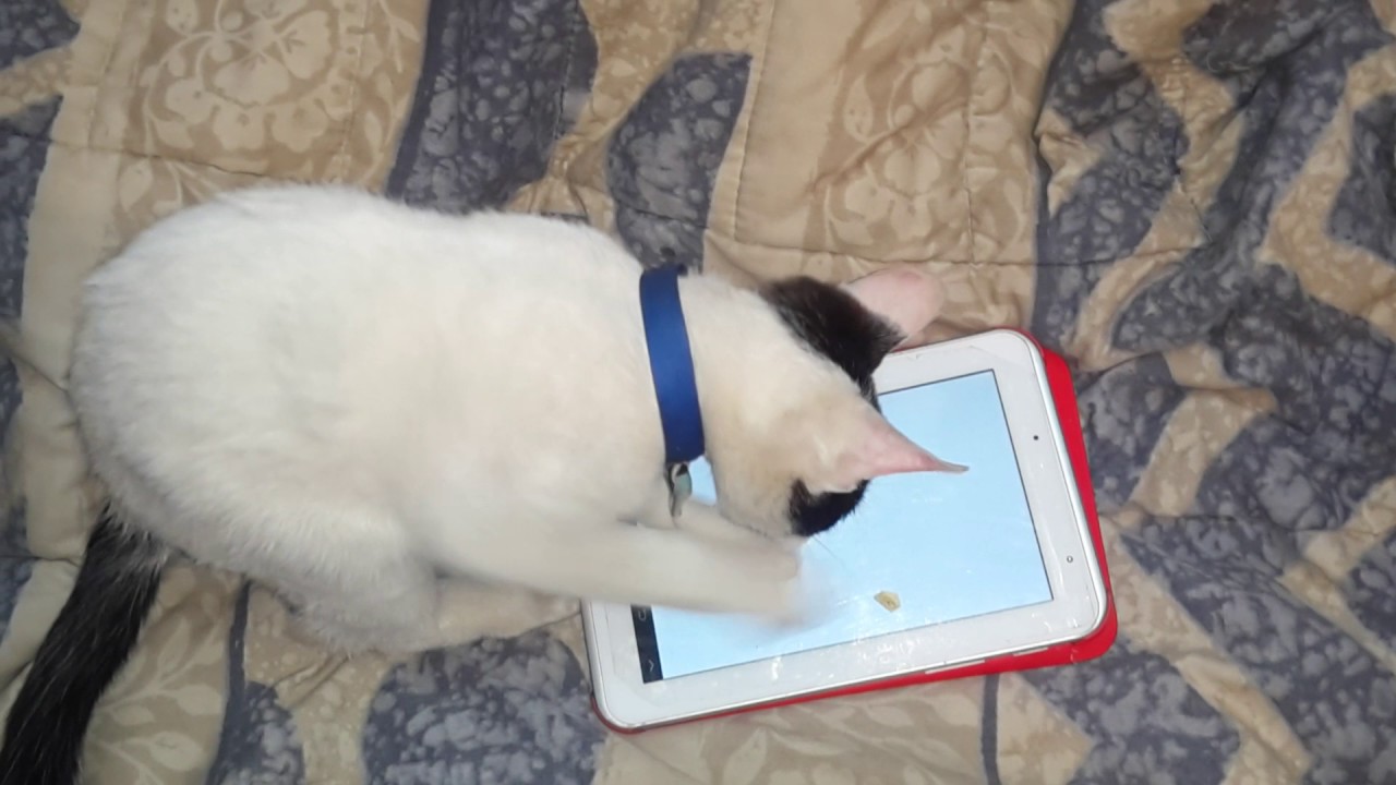 Gato chistoso - YouTube