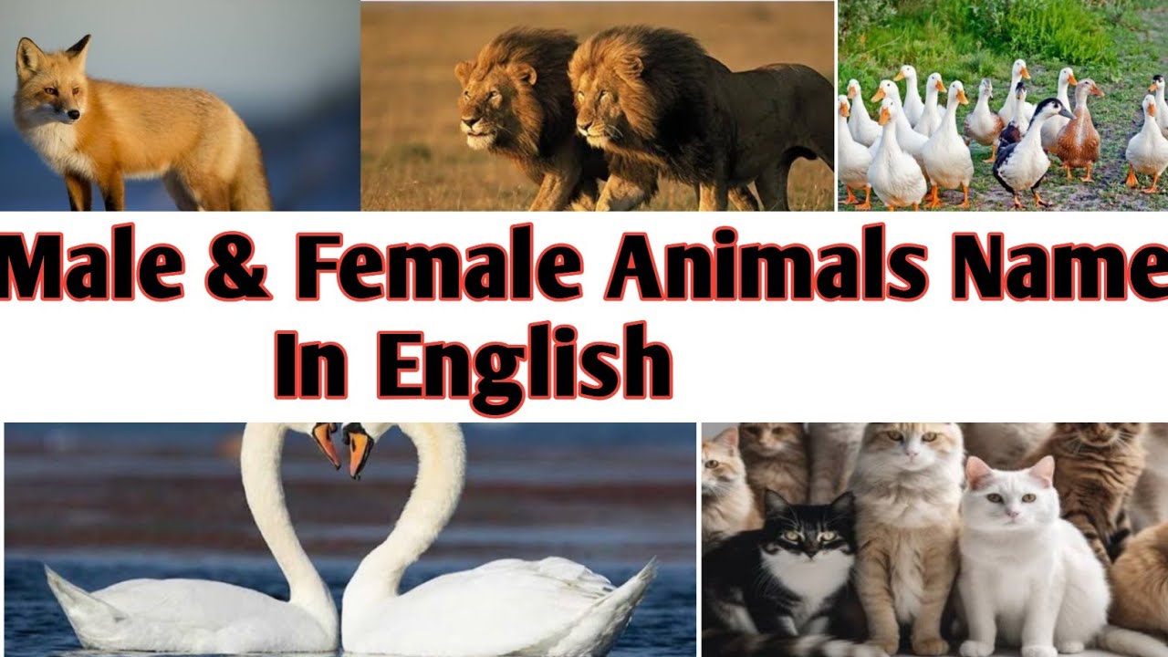 Name Of Male Female Animals In English || Gender Of Animals || Animals ...