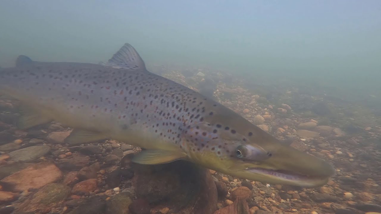Atlantic salmon spawning in the Winooski River - YouTube
