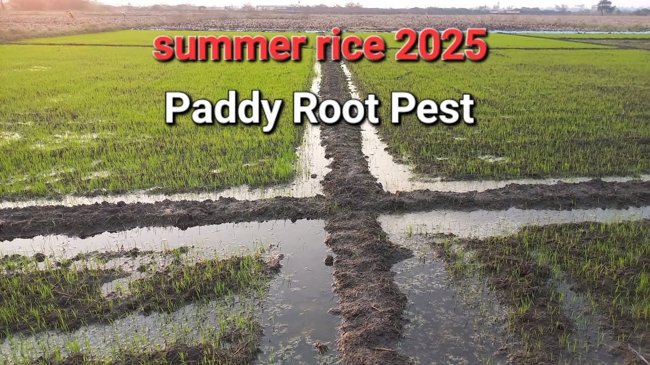 Paddy root pest#rice crop#farming#agriculture #farm#ricecultivation# ...