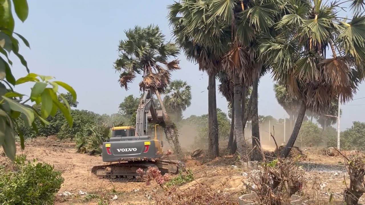 Incredible Excavator fast clearing and moving palm tree skill operator ...