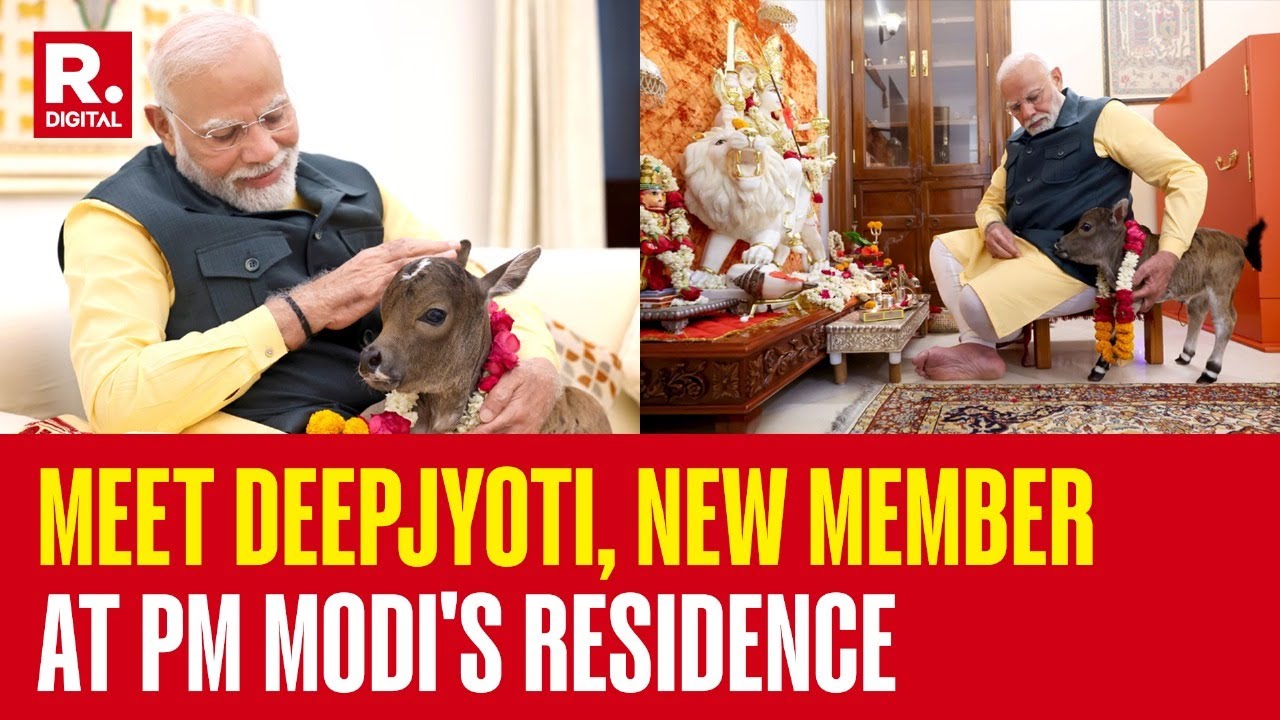 Deepjyoti, New Calf Born At PM Modi's Residence Seen In Heartwarming ...
