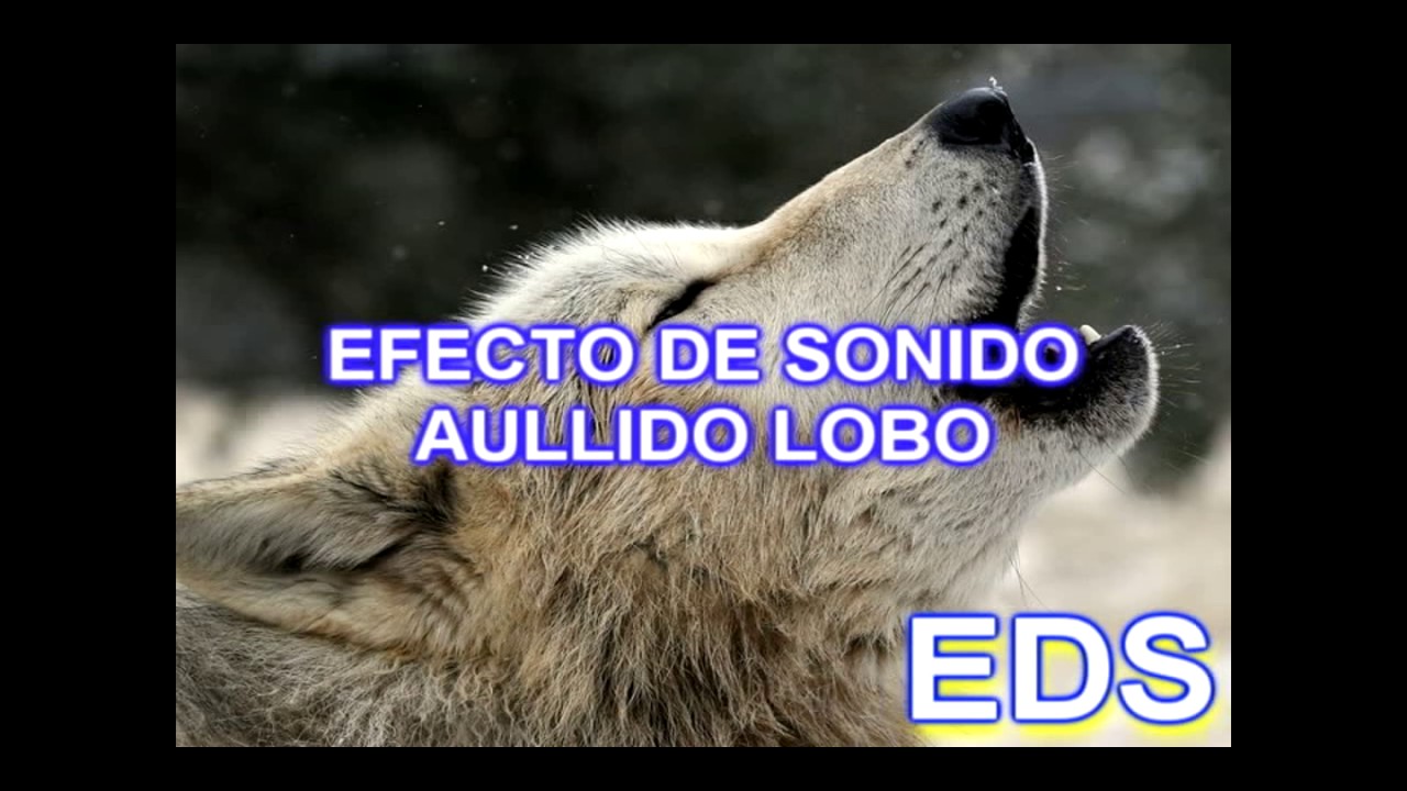 Efecto de Sonido - Aullido lobo - YouTube