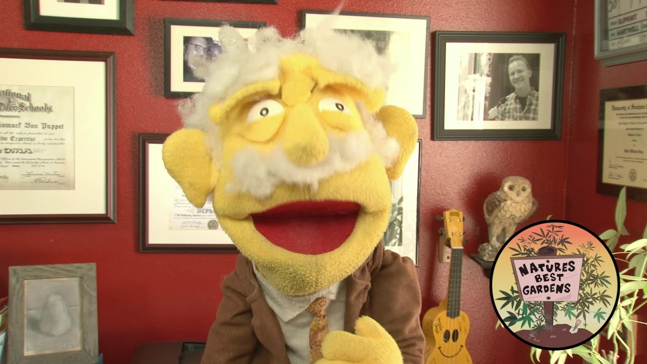 Professor Hans Von Puppet - Is marijuana a gateway drug? - YouTube