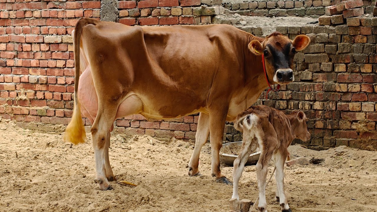 6 ਗਾਵਾਂ ਵਿਕਾਊ, 6 Cows for sale - YouTube