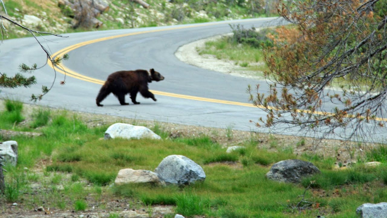 Tent Camping⛺ with the Bears🐻 in Sequoia National Park - YouTube