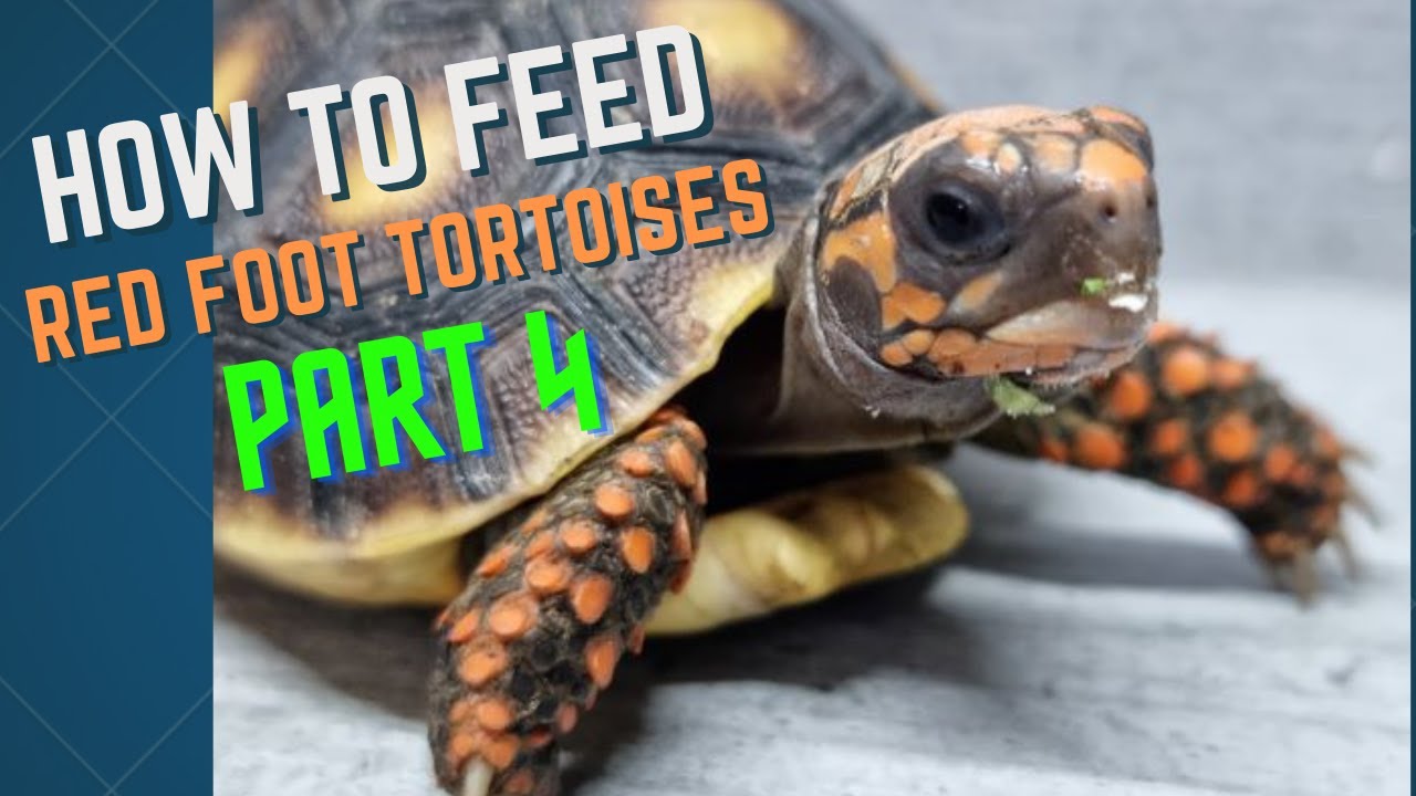 HOW TO FEED YOUR RED FOOTED TORTOISES Part 4 (Papaya) - YouTube