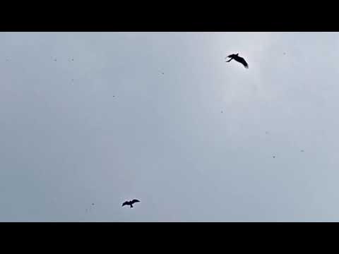 birds flying in the air #birds#flaying#air#enjoythenatureoftheworld ...