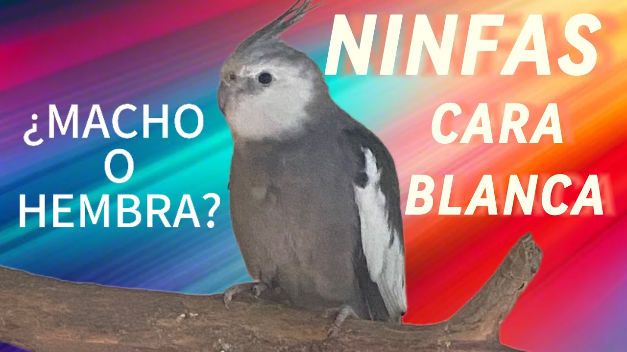 COMO DIFERENCIAR HEMBRAS Y MACHOS EN NINFAS CARA BLANCA (muy fácil ...