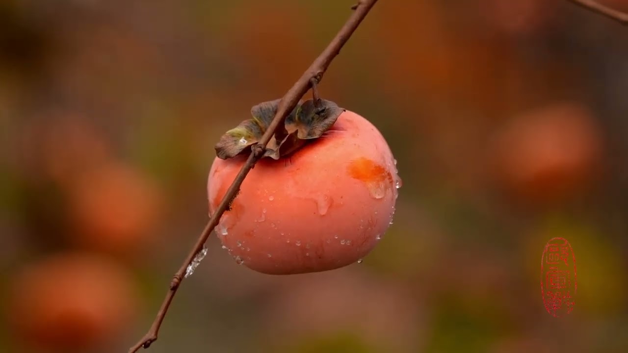 Persimmons turned red in a large persimmon orchard in Zhengzhou, Henan ...