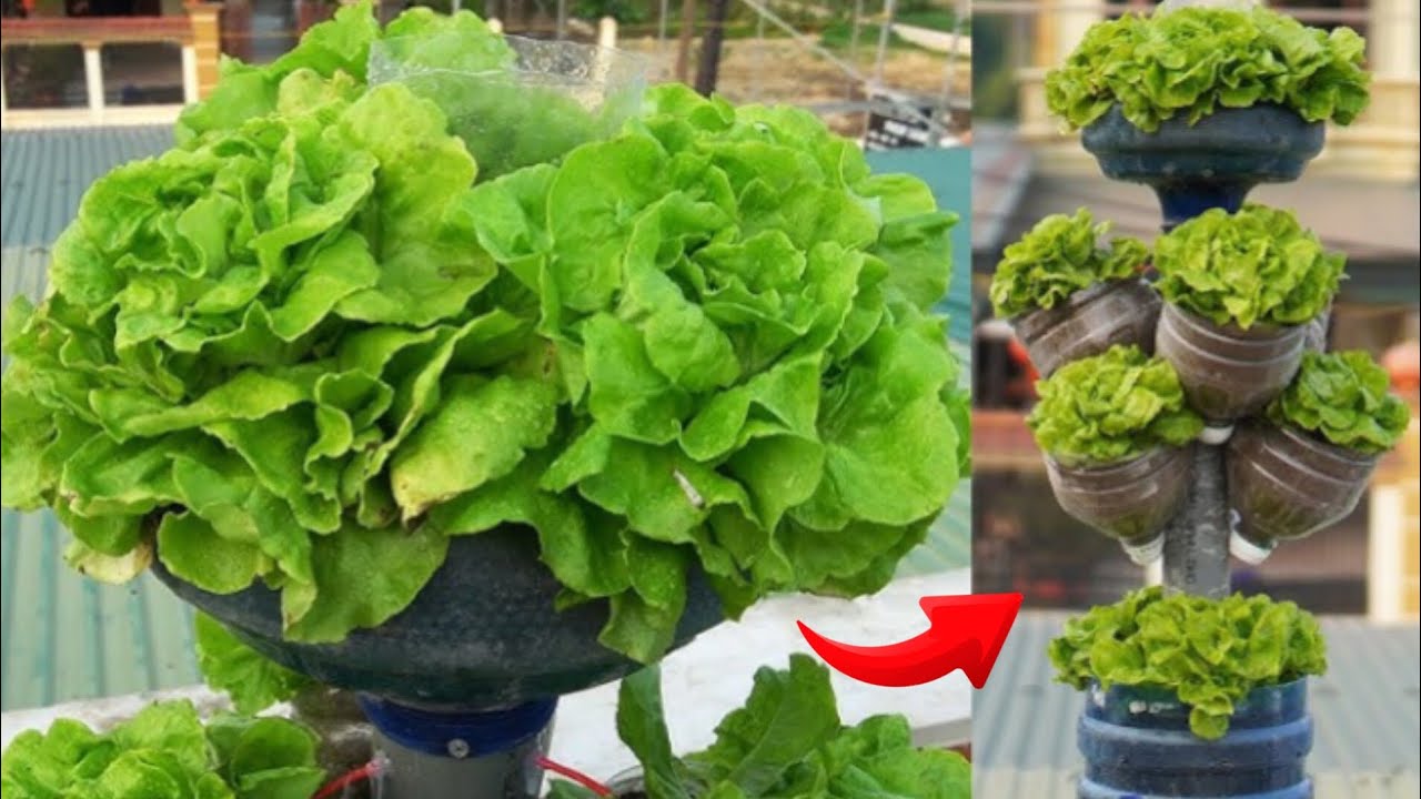 Upcycle Plastic Bottles into a Vertical Lettuce Oasis - YouTube