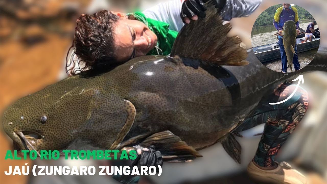 Conheça o Jaú (Zungaro zungaro) do Alto Rio Trombetas: Uma Lenda Viva ...
