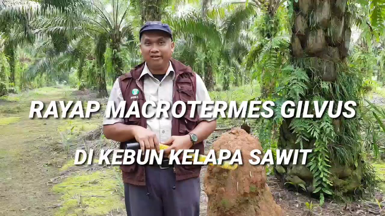 Rayap Macrotermes gilvus di perkebunan kelapa sawit - YouTube