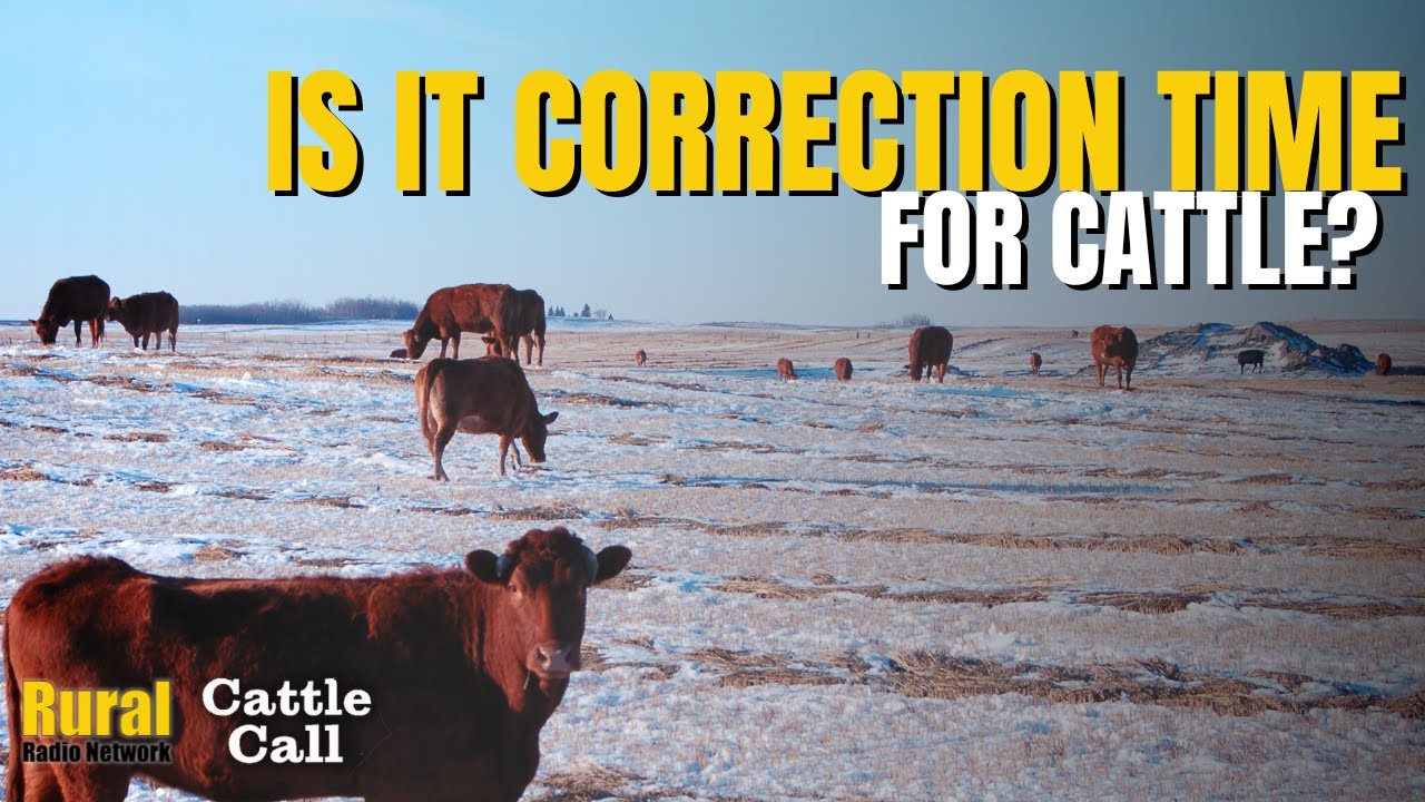 Is it correction time for cattle? | Cattle Call - YouTube